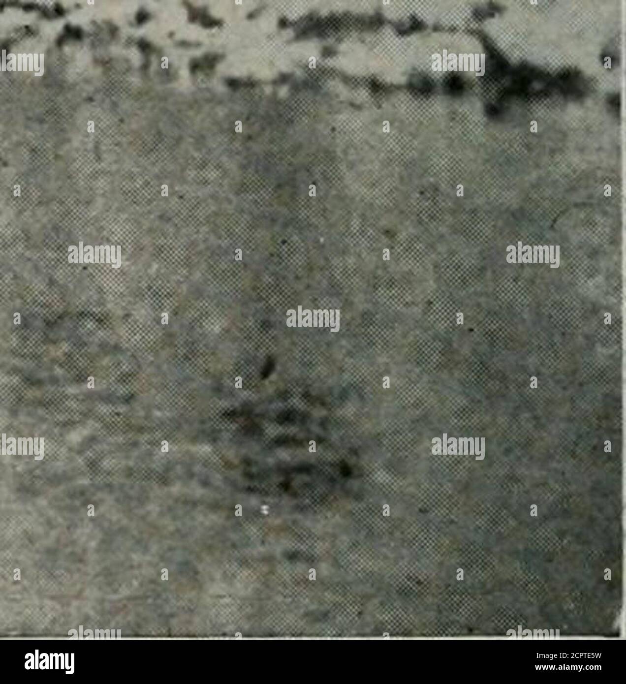 . The oist . Coffee Mill Hammock, a Famous Camping Place •—Photo by O ...