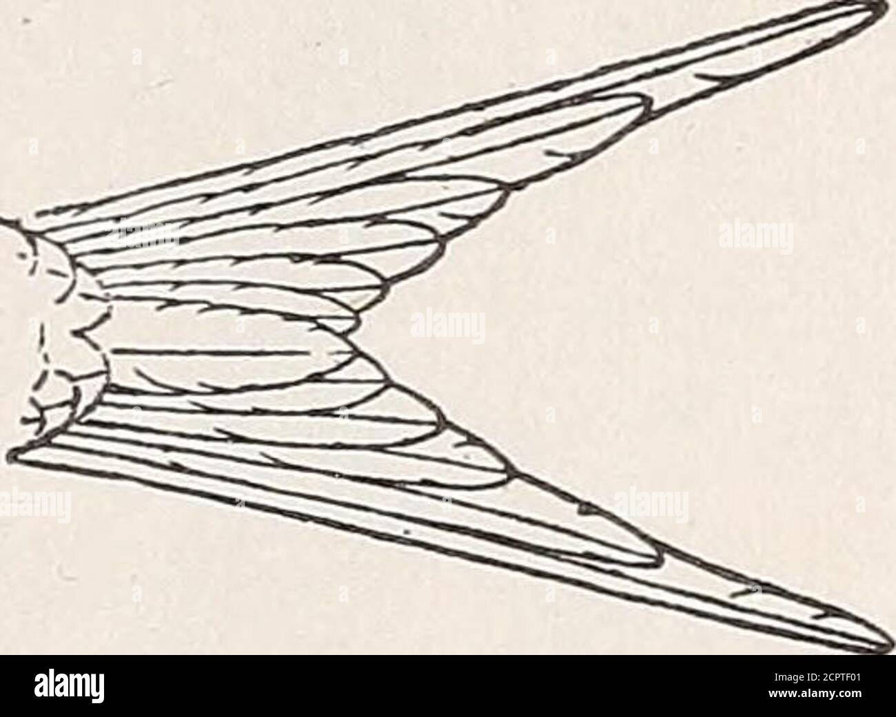 Nostril tubercle hi-res stock photography and images - Alamy