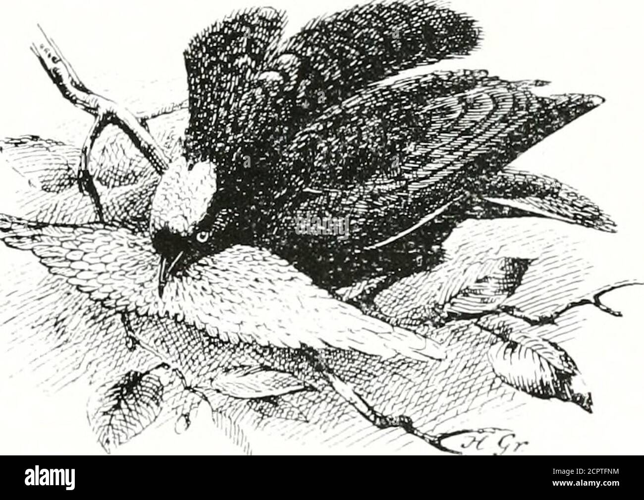 Sickle billed bird hi-res stock photography and images - Alamy