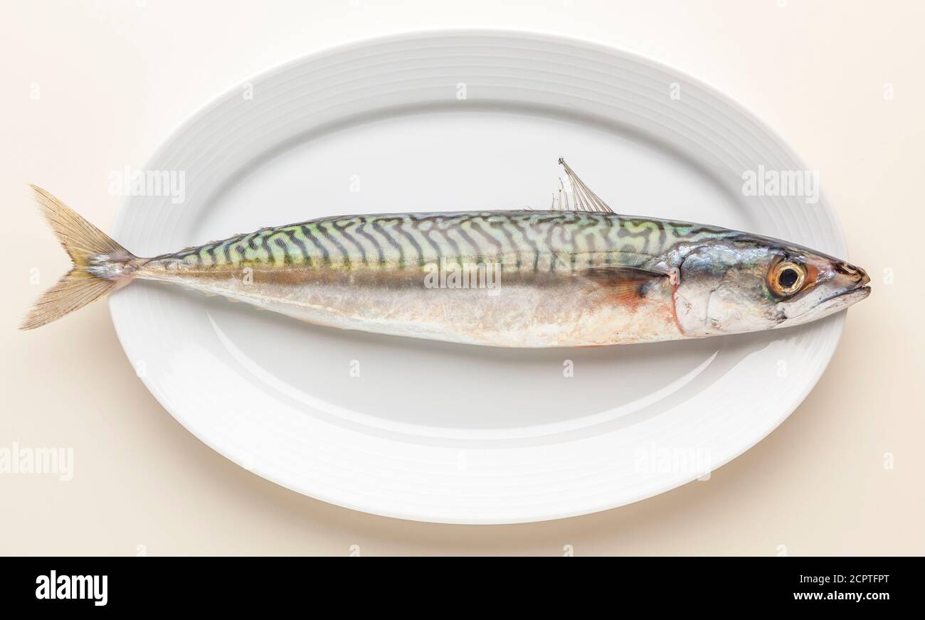 Atlantic horse mackerel hi-res stock photography and images - Alamy