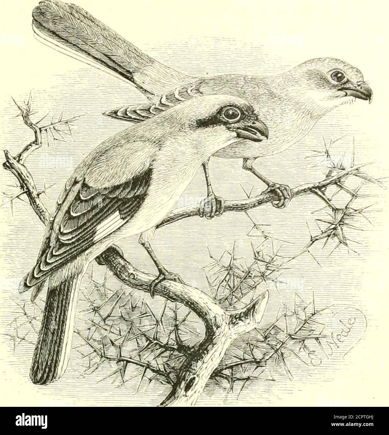 . An illustrated manual of British birds . stible portions beingthrown ...