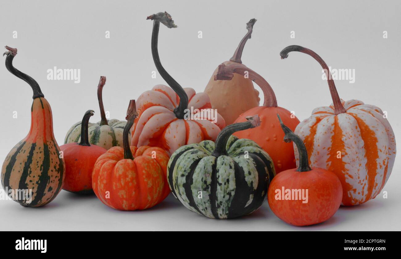 traditional autumn pumpkins Stock Photo - Alamy