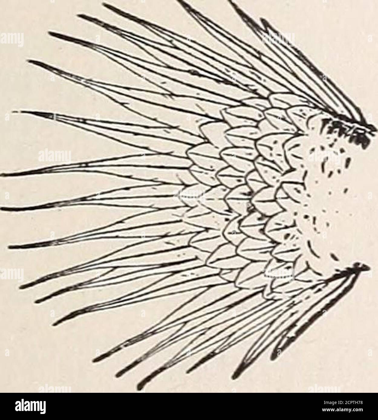 . Handbook of birds of the western United States including the great ...