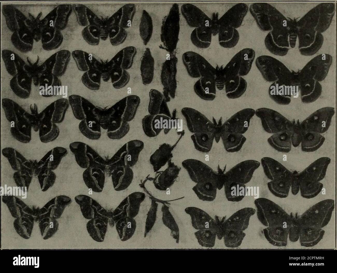 . The Oölogist for the student of birds, their nests and eggs . Nest ...