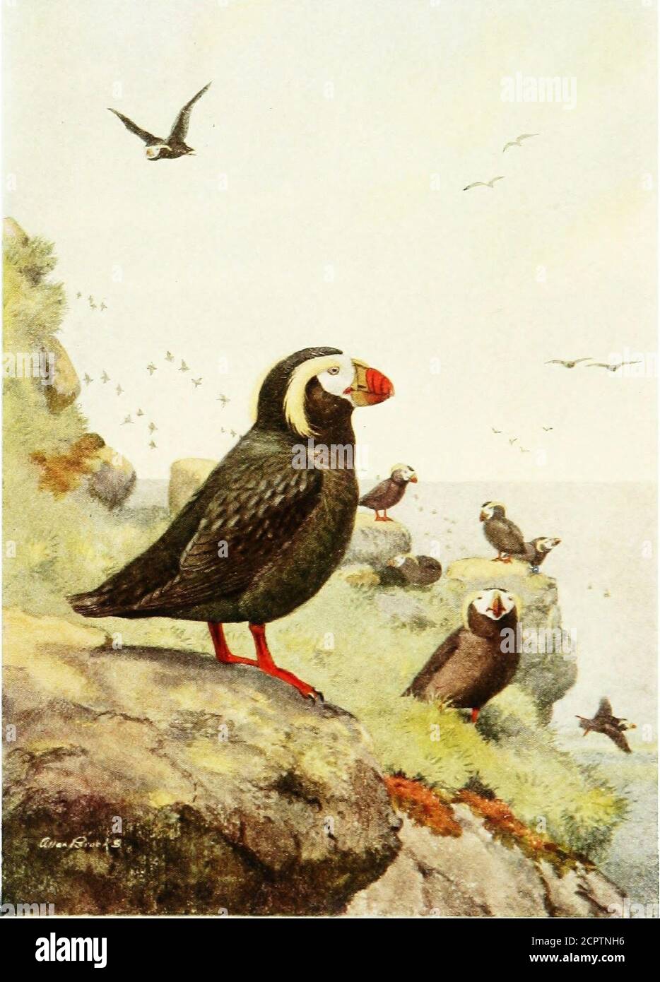 . Alaskan bird-life as depicted by many writers . 48. TUFTED PUFFIN ...