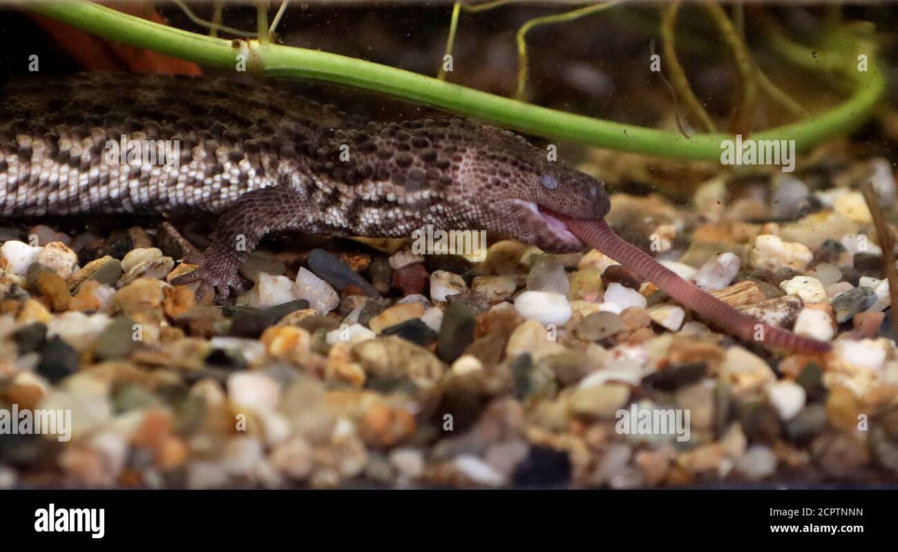Earless monitor lizard hi-res stock photography and images - Alamy