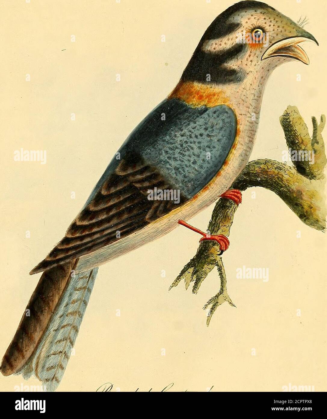 Two crossed quills hi-res stock photography and images - Alamy