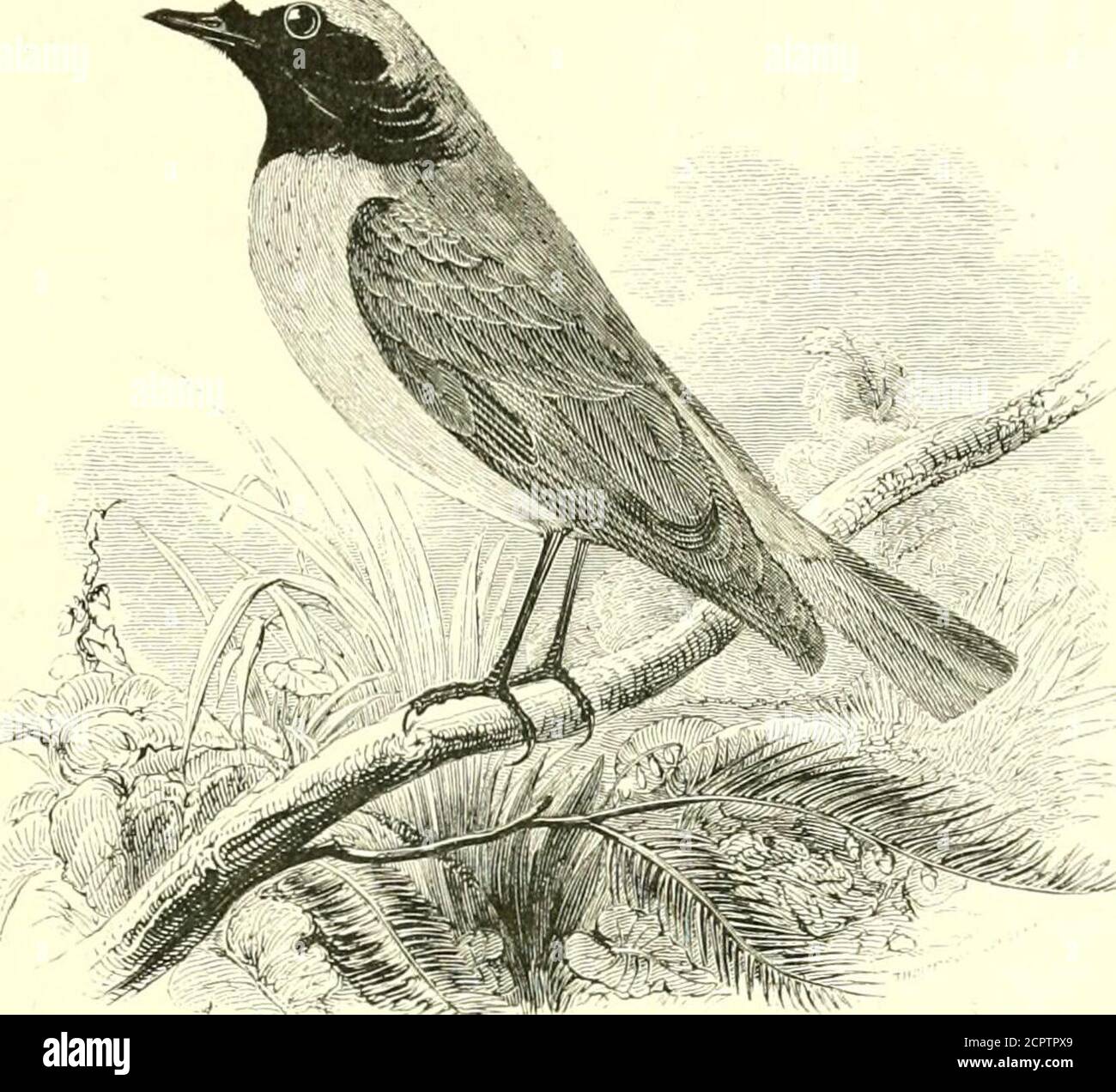 Mottled brown wing coverts hi-res stock photography and images - Alamy