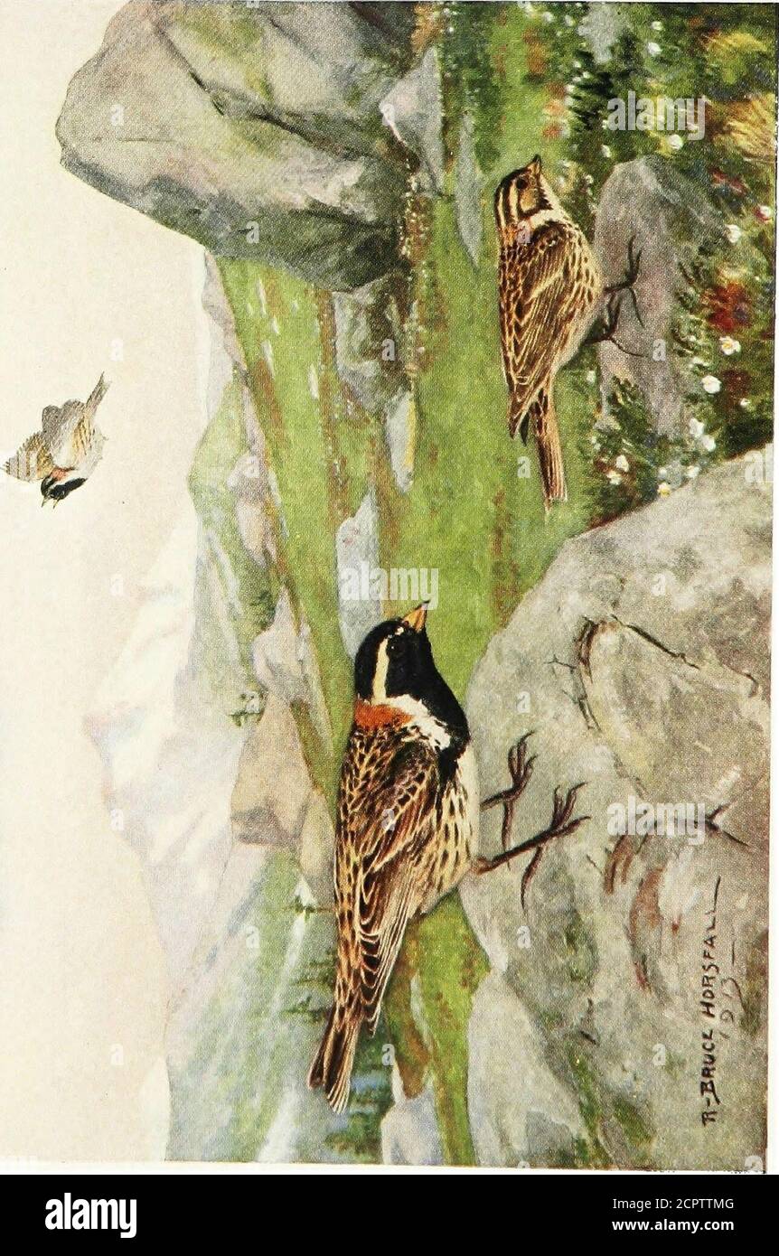 Old squaw ducks hi-res stock photography and images - Alamy