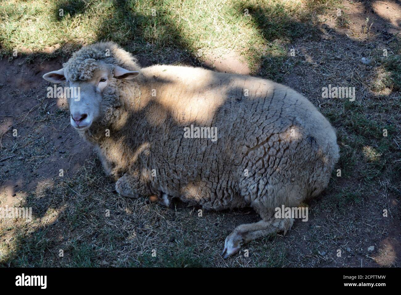 Gray sheep on a farm in Australia Stock Photo - Alamy