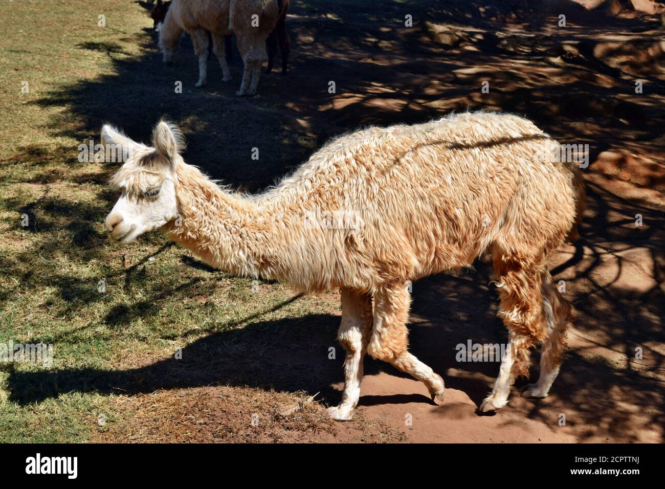 A beautiful and funny brown lama smile on a farm in Australia Stock ...