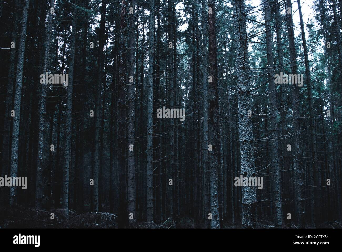 Pine forest with long empty trees, low light Stock Photo - Alamy