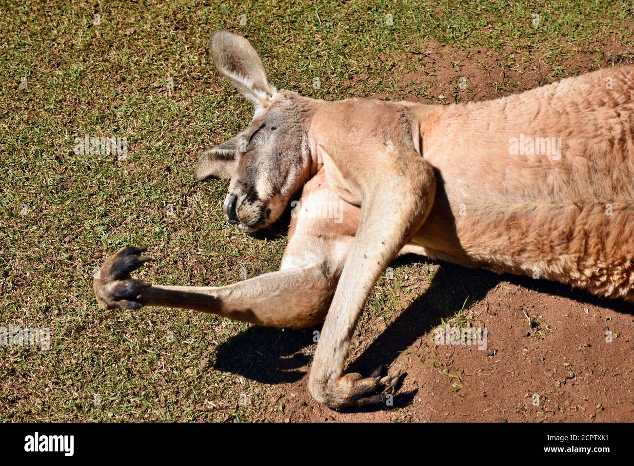 Red Kangaroo Muscles