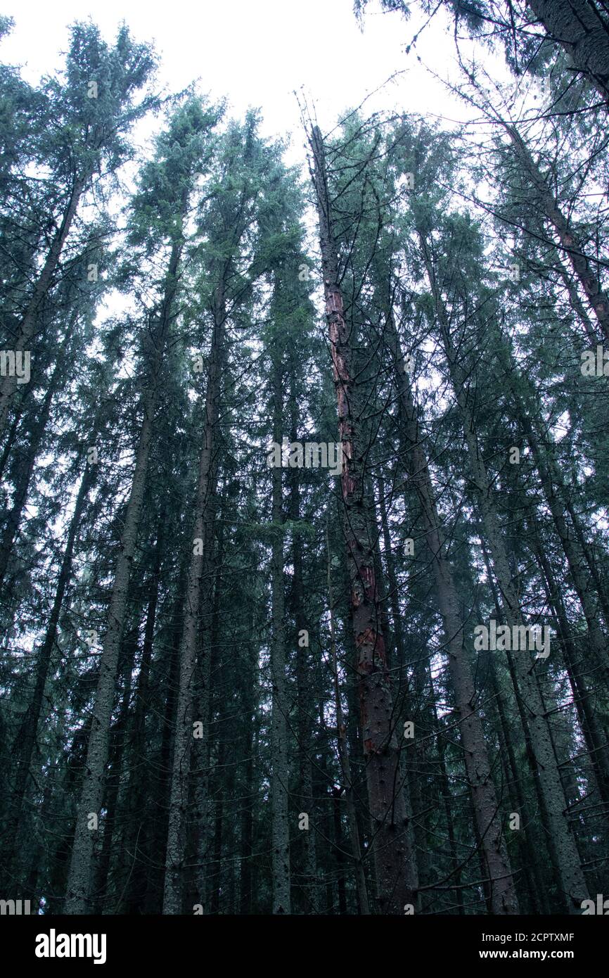 Pine forest with long empty trees, low light Stock Photo - Alamy