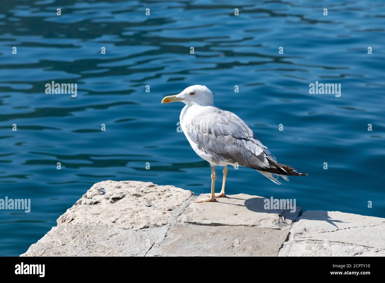Sea gull standing on the pier on a sunny summer day Stock Photo - Alamy