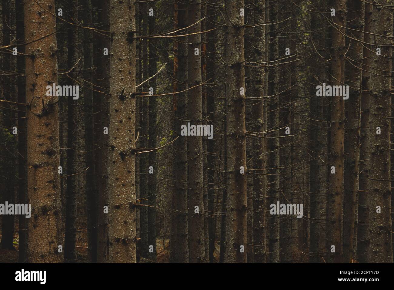 Pine forest with long empty trees, low light Stock Photo - Alamy