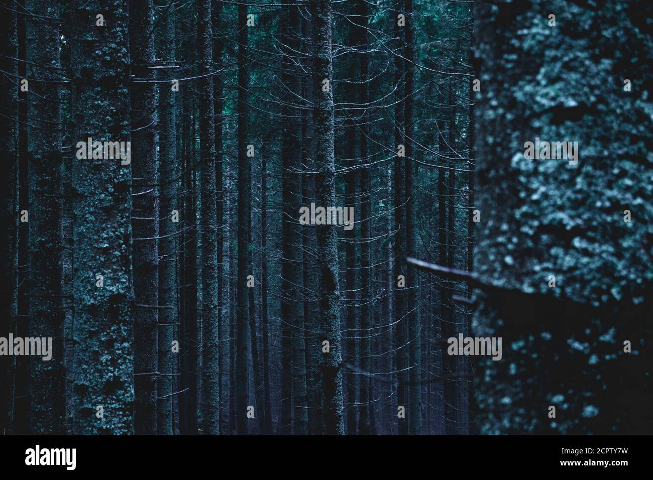 Empty trees hi-res stock photography and images - Alamy