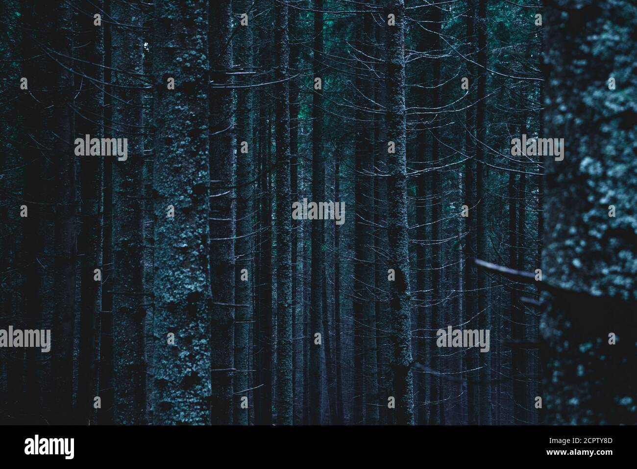 Pine forest with long empty trees, low light Stock Photo - Alamy