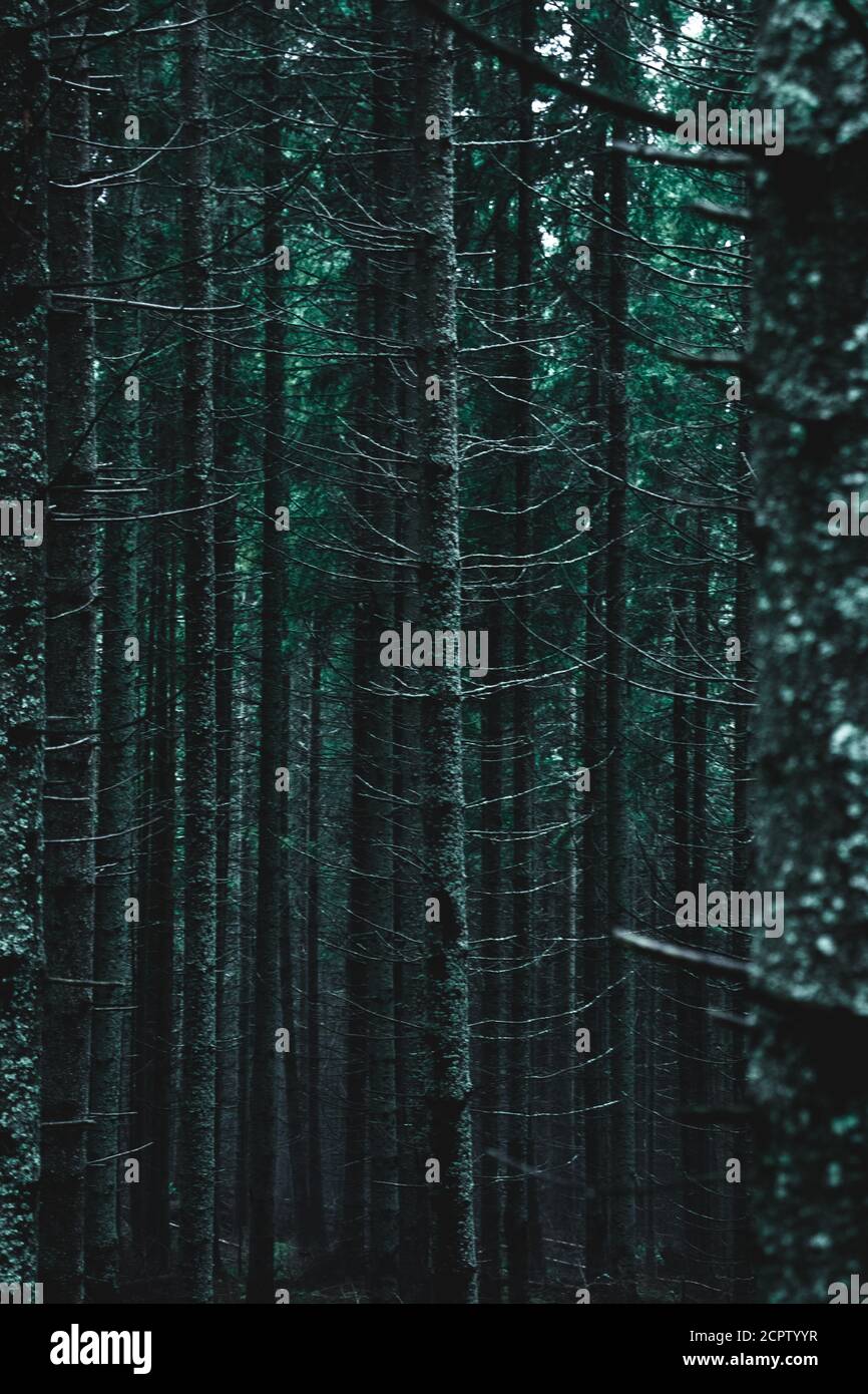 Pine forest with long empty trees, low light Stock Photo - Alamy