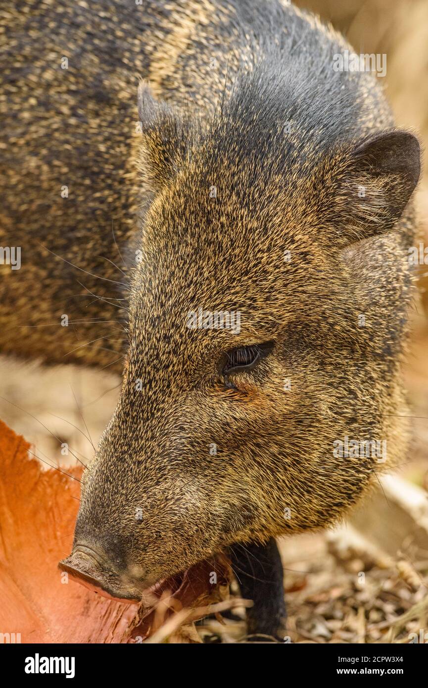 Collared peccary/javelina (Pecari tajacu), Quinta Mazatlan, McAllen ...