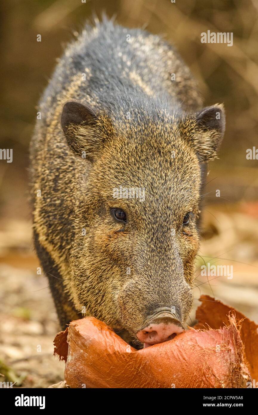 Peccary pigs hi-res stock photography and images - Alamy