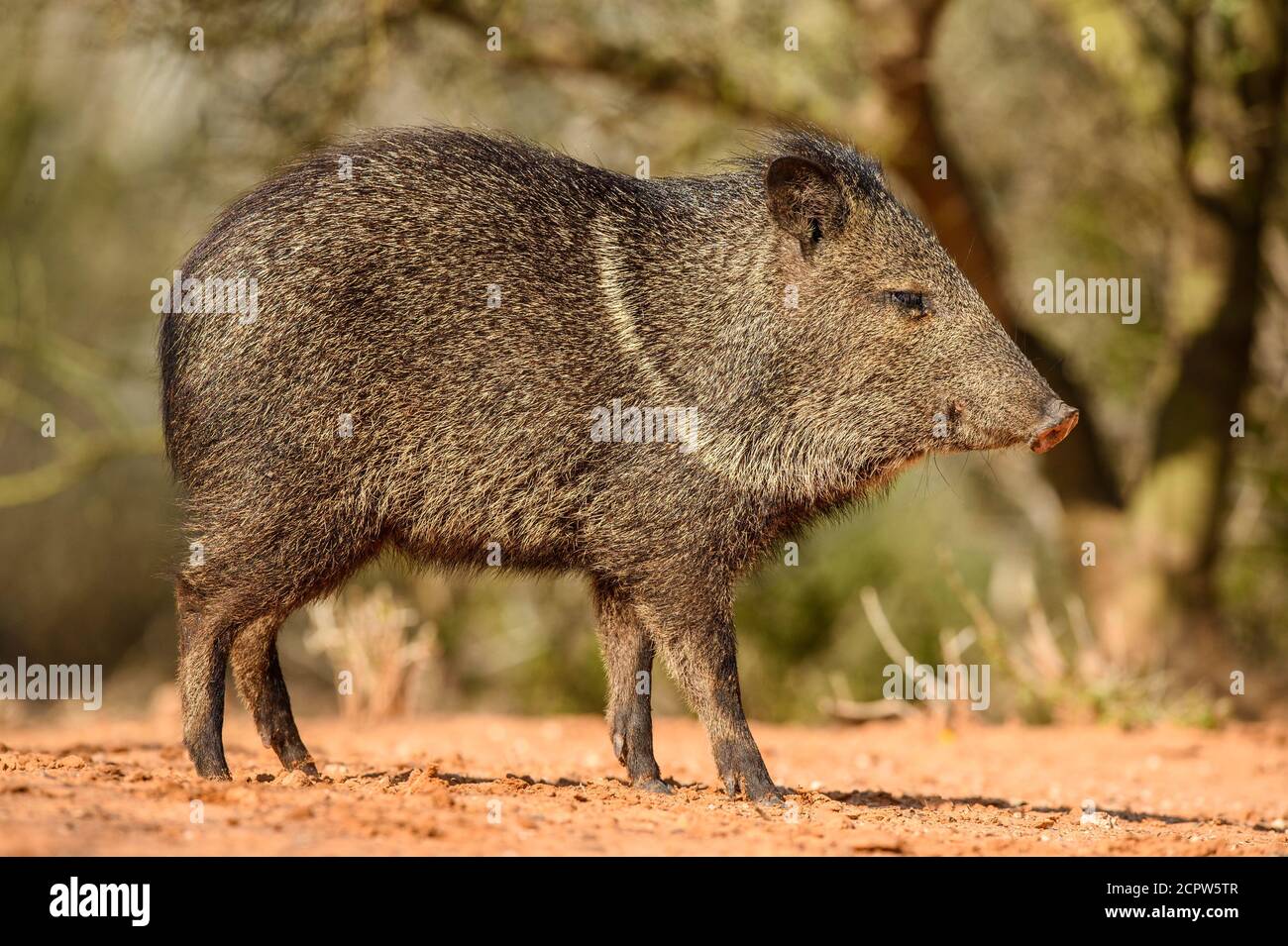 Pig like hi-res stock photography and images - Alamy