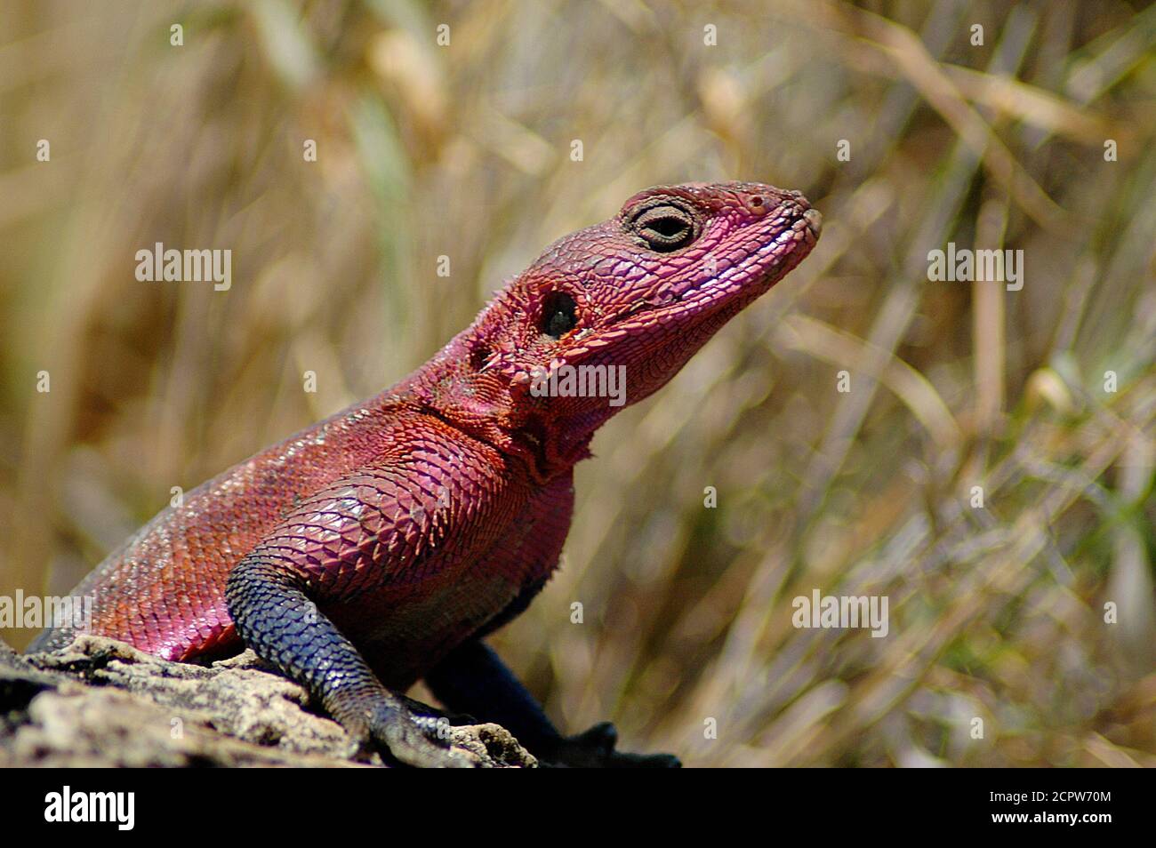 African savanna giraffes zebras hi-res stock photography and images - Alamy