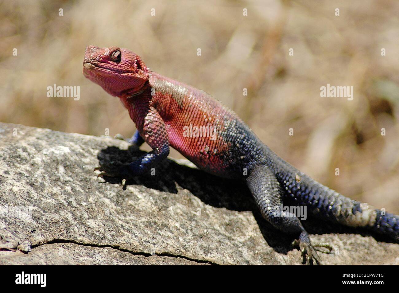African savanna giraffes zebras hi-res stock photography and images - Alamy