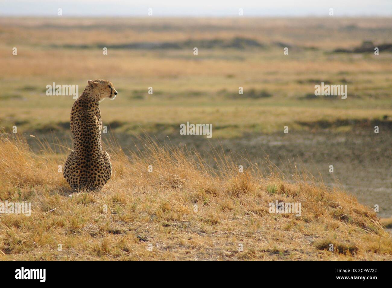CHEETAH IN AFRICA Stock Photo - Alamy