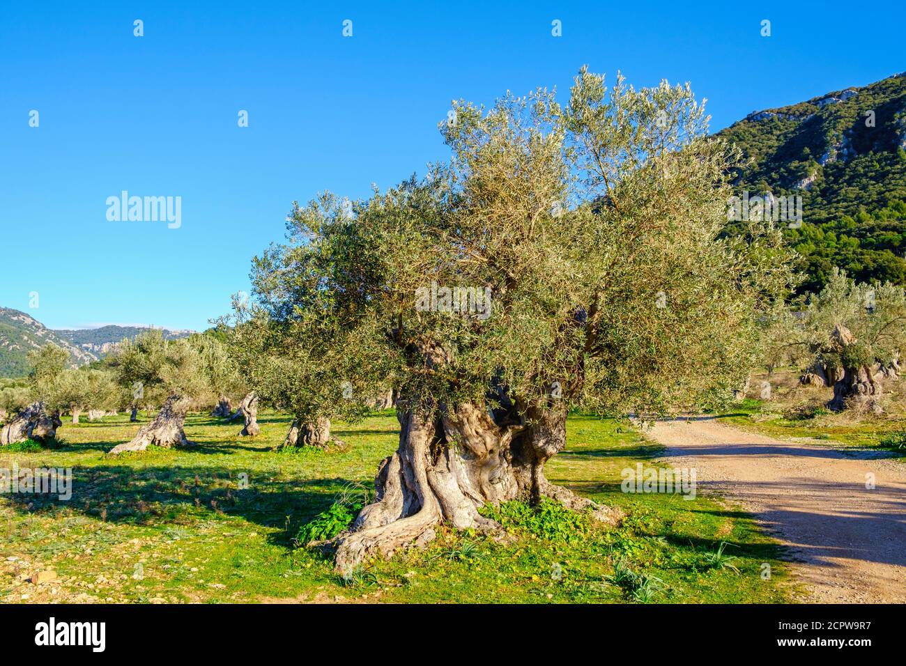 Olive tree serra de tramuntana hi-res stock photography and images - Alamy