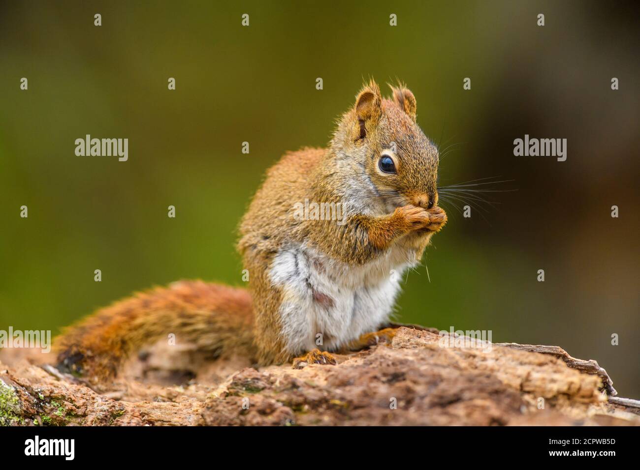 Red squirrel (Tamiasciurus hudsonicus), Greater Sudbury, Ontario ...