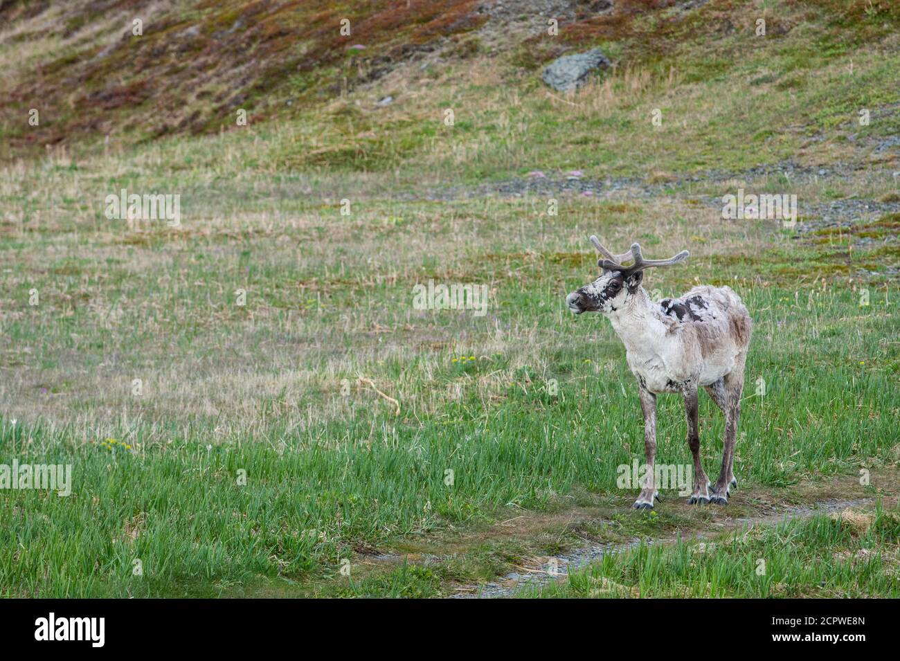 Barren ground caribou (Rangifer tarandus) cow and calf, Goose Cove ...