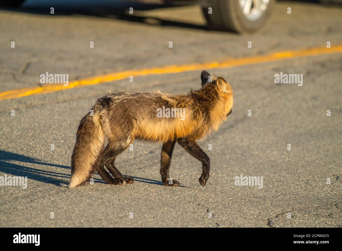 Red fox (Vulpes vulpes), Crow Head, Newfoundland and Labrador NL ...