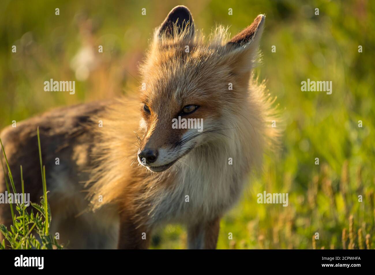 Red fox (Vulpes vulpes), Crow Head, Newfoundland and Labrador NL ...