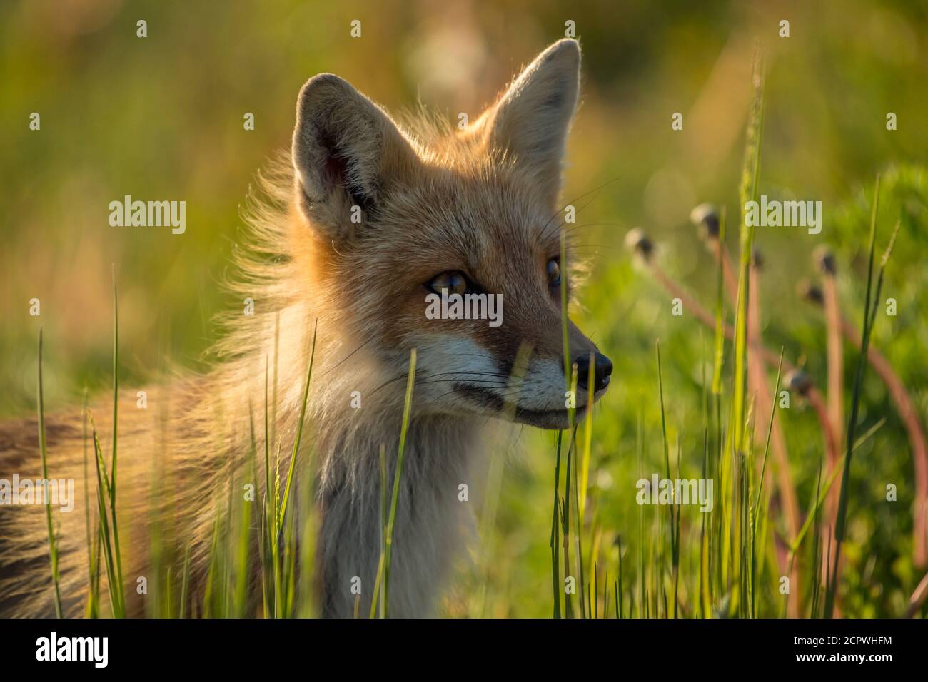 Red fox (Vulpes vulpes), Crow Head, Newfoundland and Labrador NL ...