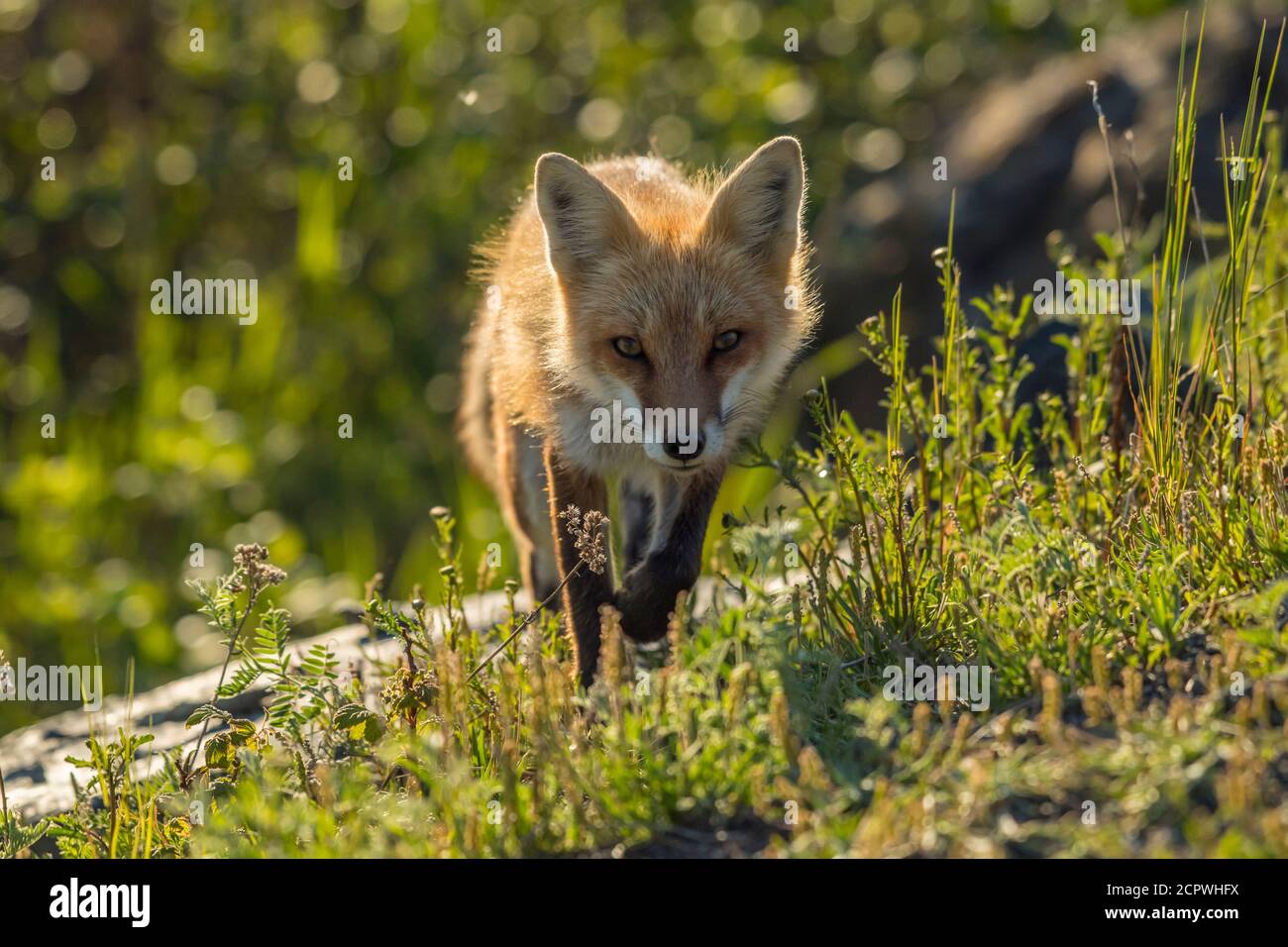 Red fox (Vulpes vulpes), Crow Head, Newfoundland and Labrador NL ...