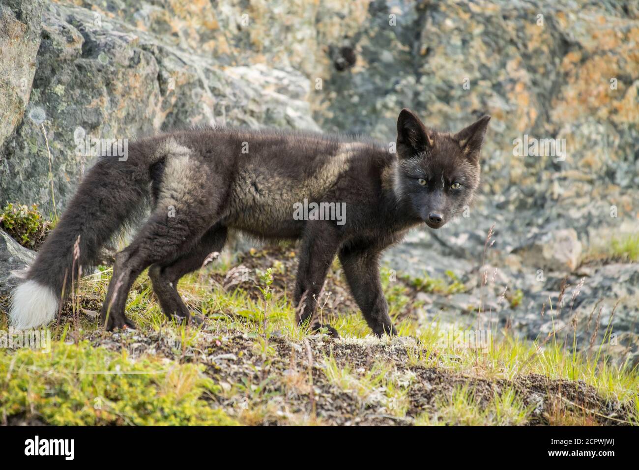 Red fox (Vulpes vulpes) Black morph, Fogo, Newfoundland and Labrador NL ...