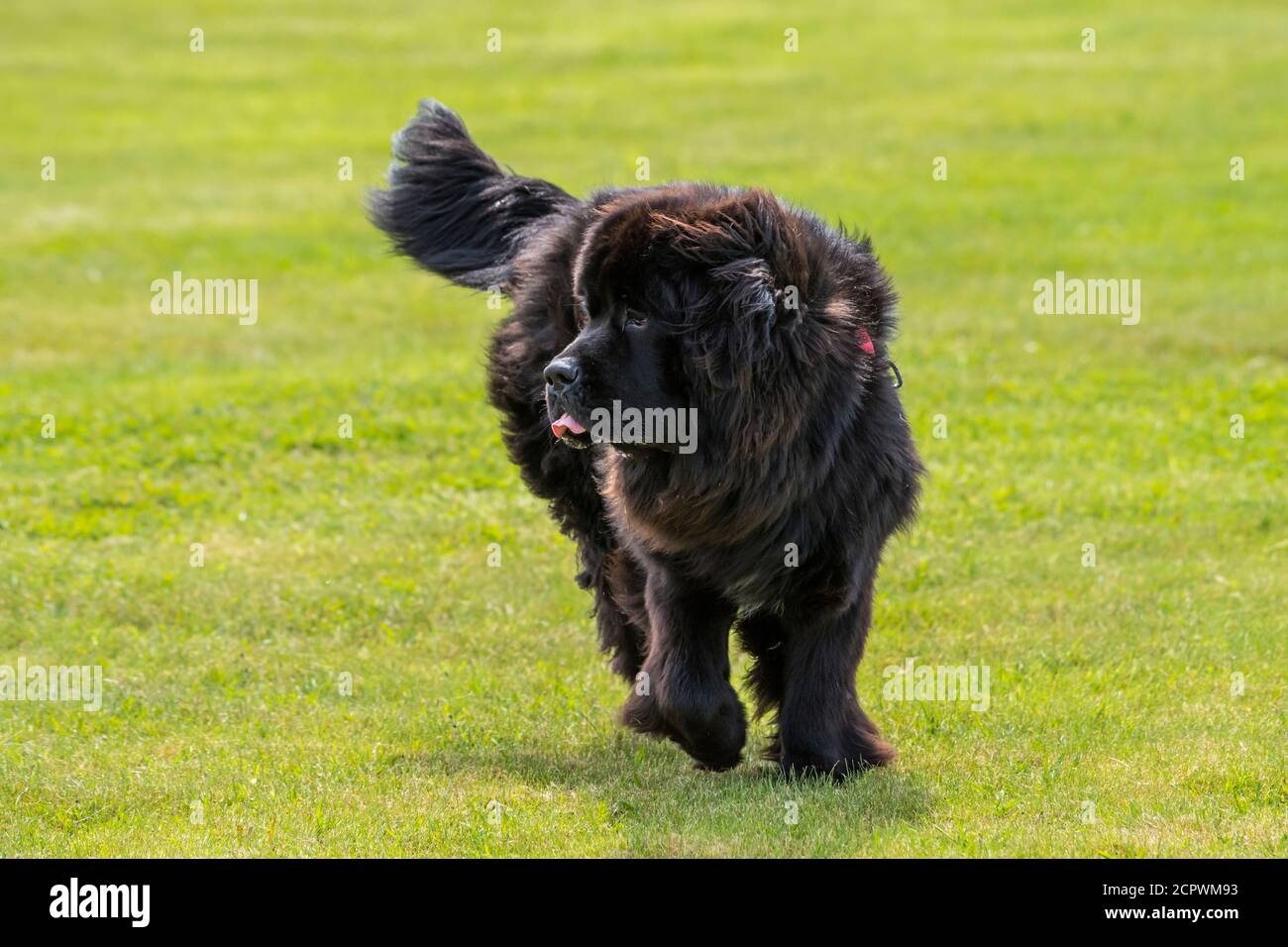 Newfoundland dog- purebred brothers running in a park, Fogo ...