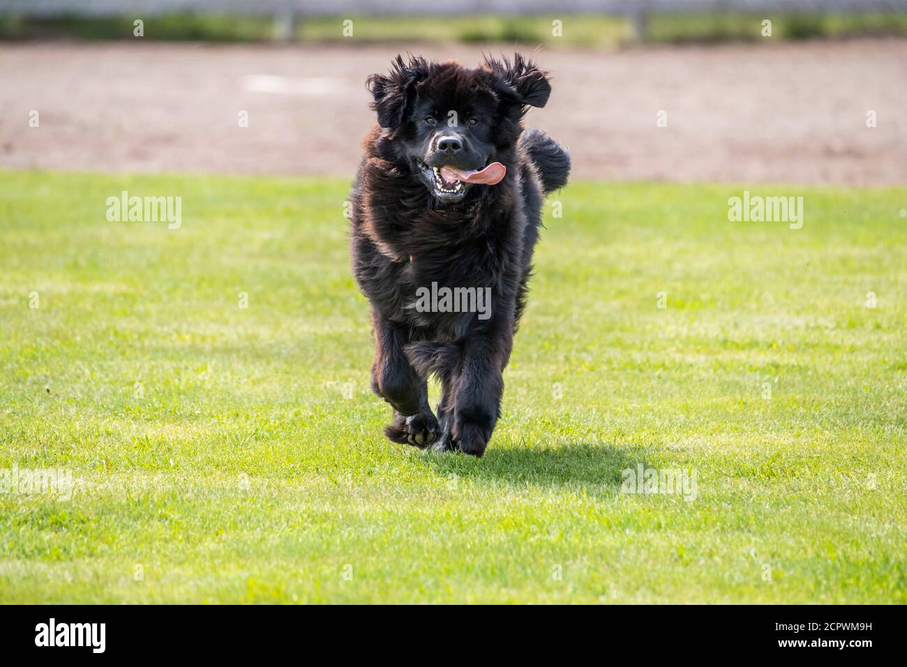 Newfoundland dog- purebred brothers running in a park, Fogo ...
