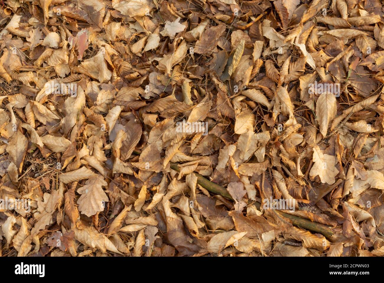 Season wet dry hi-res stock photography and images - Alamy