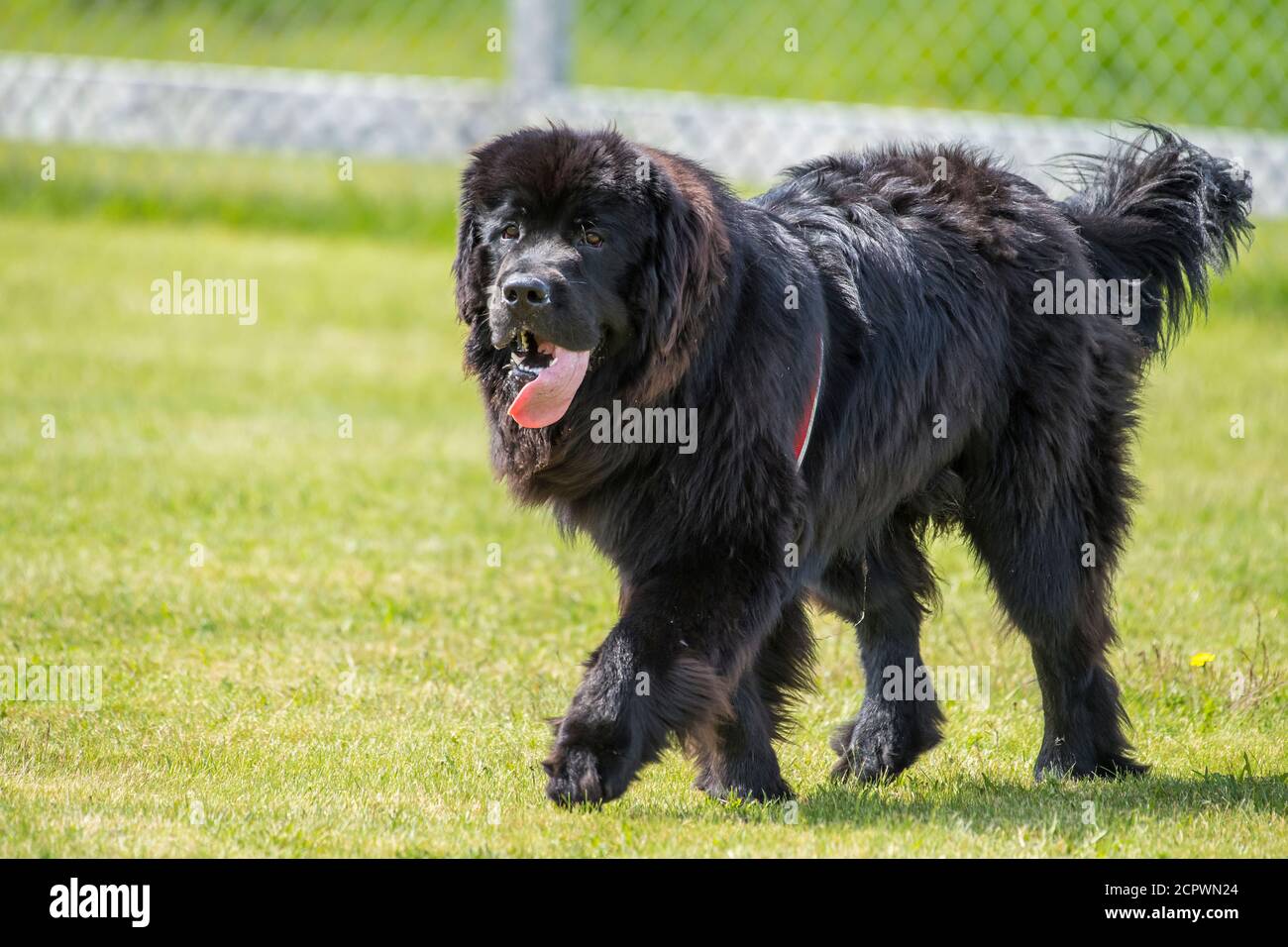 Newfoundland dog- purebred brothers running in a park, Fogo ...