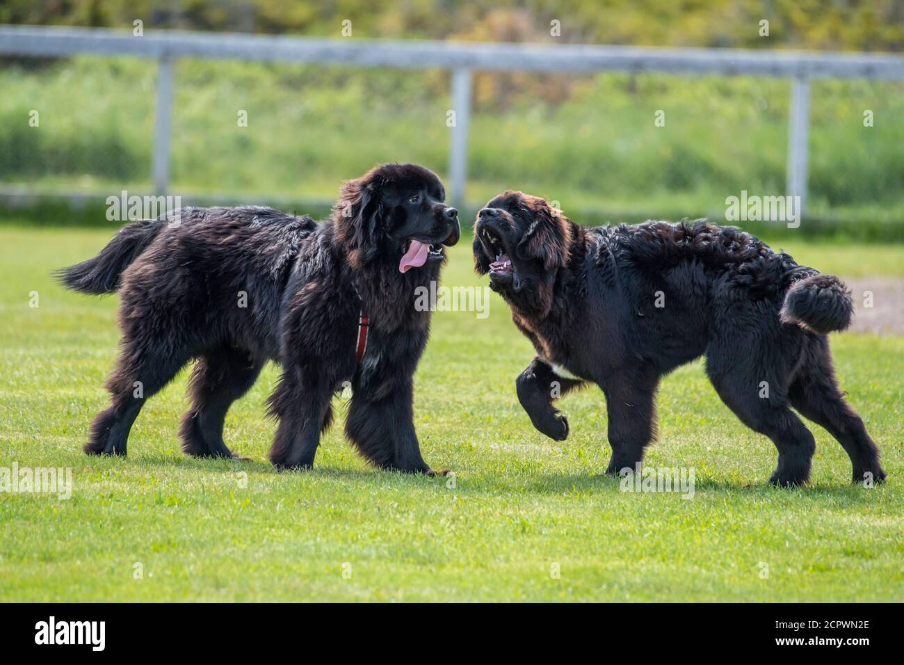 Newfoundland dog- purebred brothers running in a park, Fogo ...