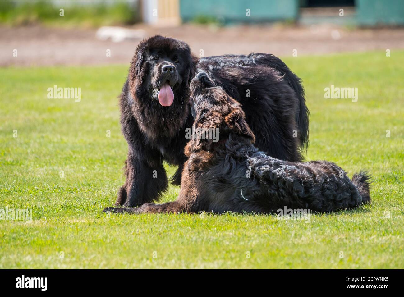 How Fast Can Newfoundlands Run