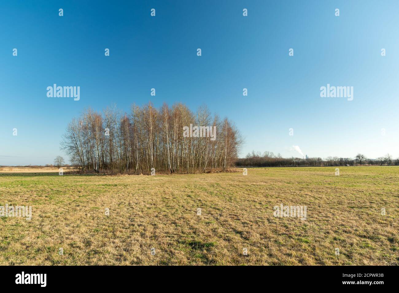 A group of birch trees growing in the meadow Stock Photo - Alamy