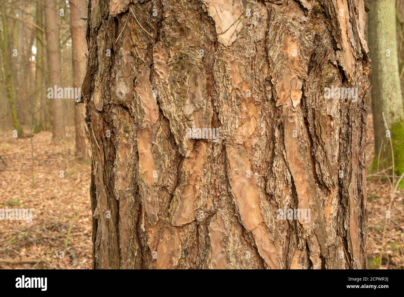 Old brown tree hi-res stock photography and images - Alamy
