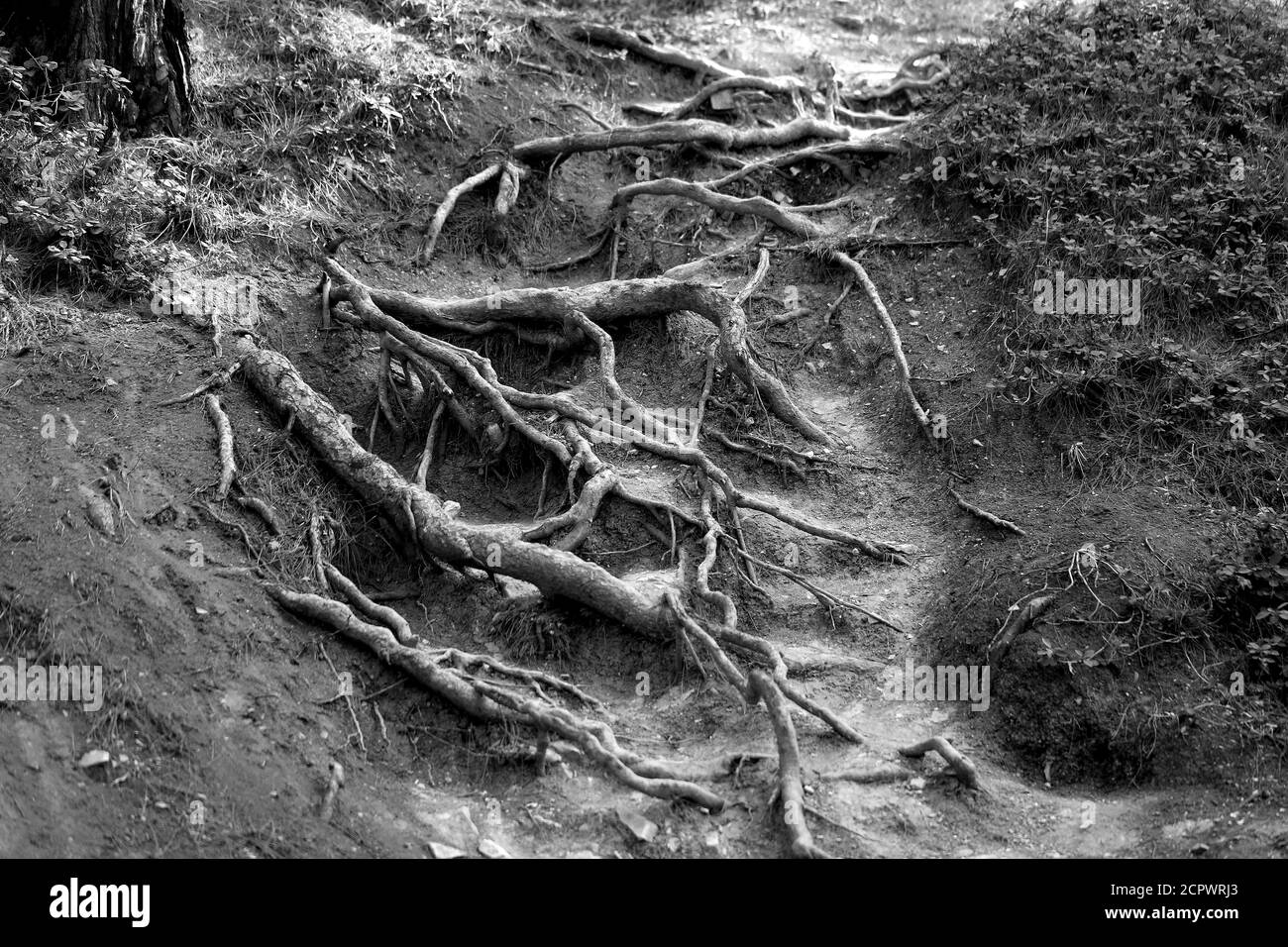 Green trees in tropical forest Black and White Stock Photos & Images ...
