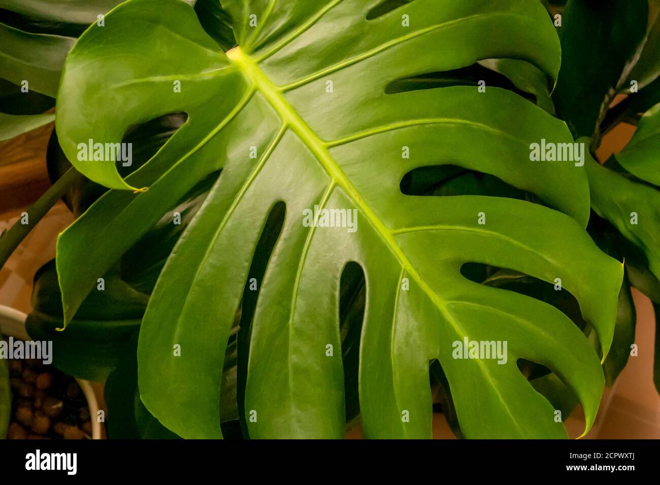 green sheet of monster plant close-up Stock Photo - Alamy