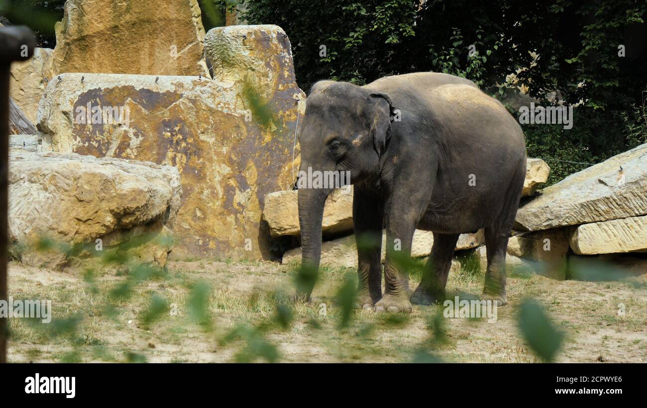 Young elephant in a zoo environment Stock Photo - Alamy