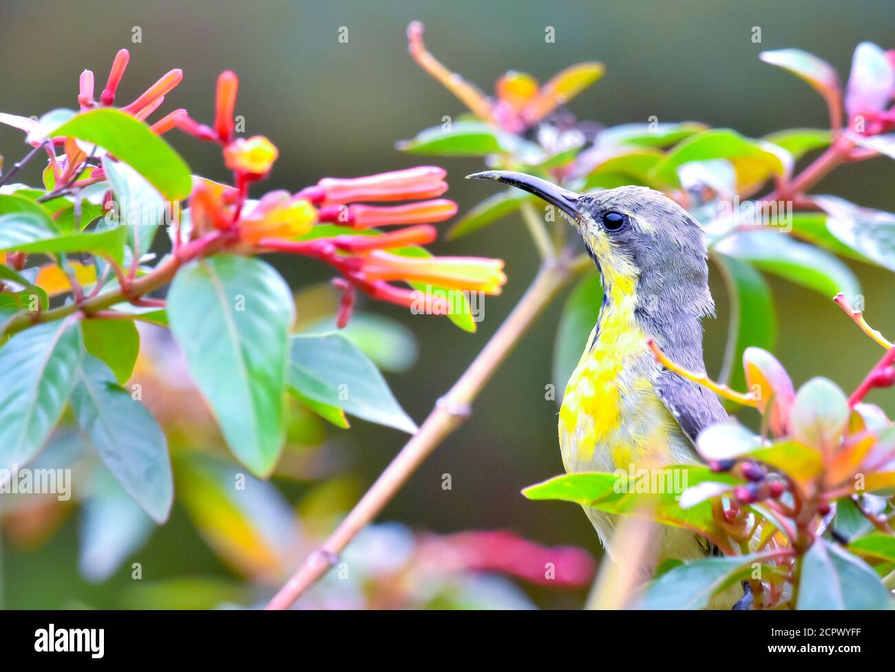 South east asia fauna hi-res stock photography and images - Alamy