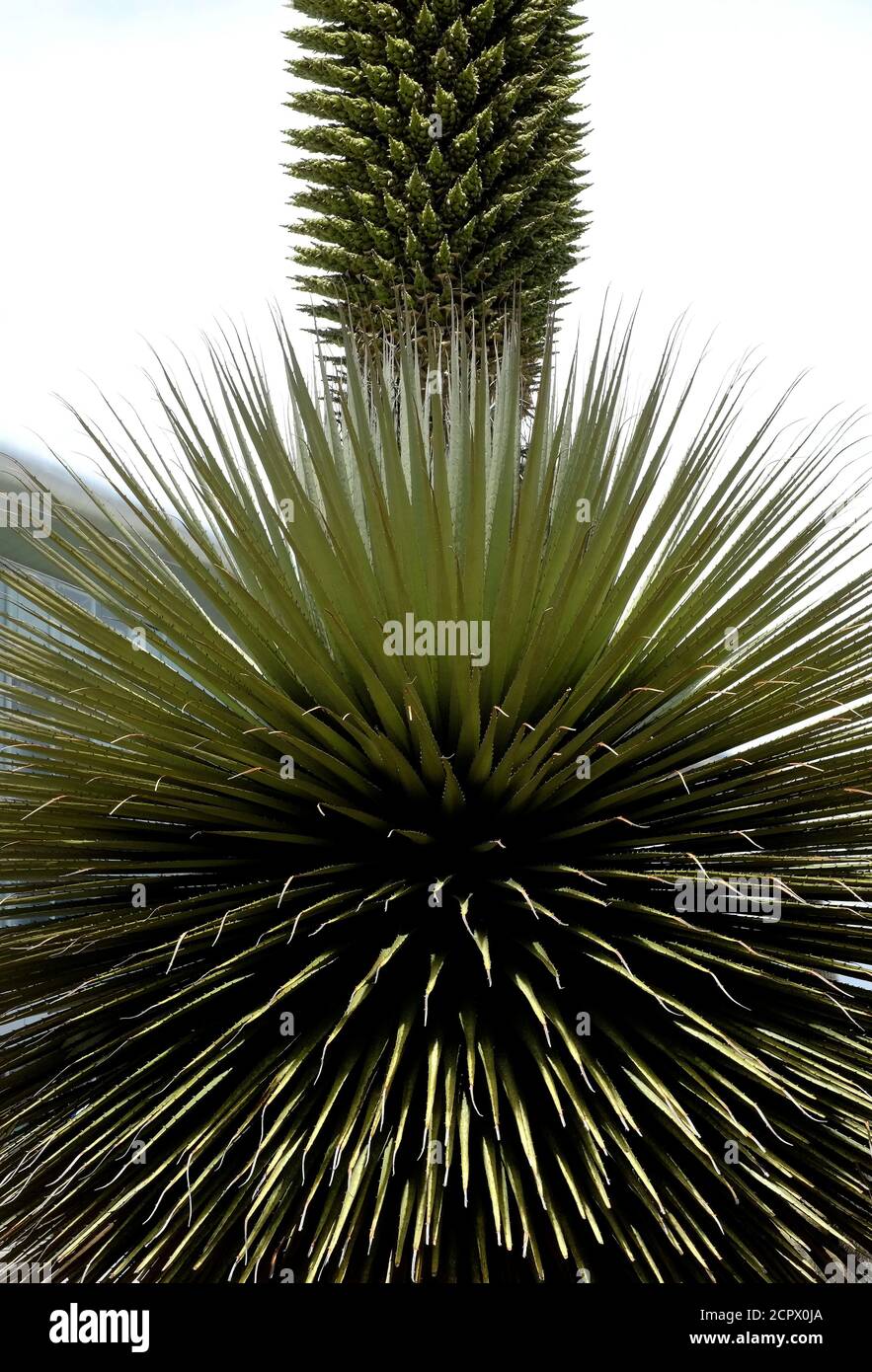 Puya raimondii hi-res stock photography and images - Alamy